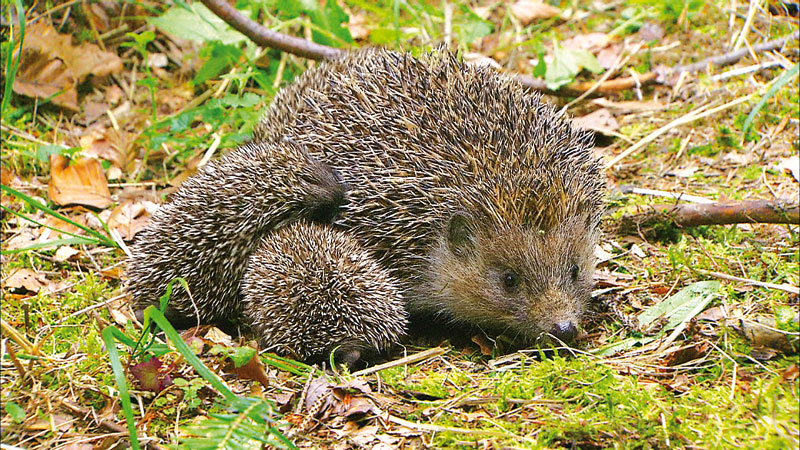 Ein Igel namens Hogi - Filmtheater Schauburg - Kinokalender Dresden